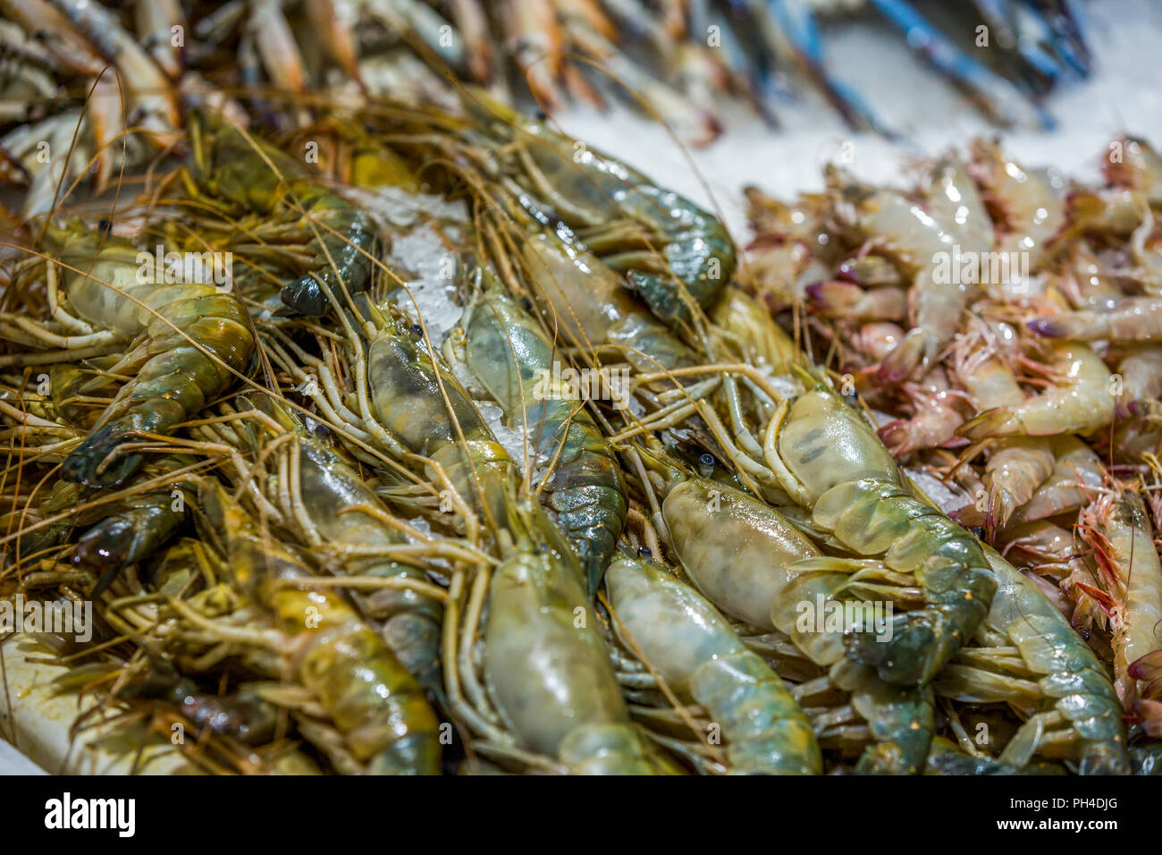 Shrimp farmer hi-res stock photography and images - Alamy