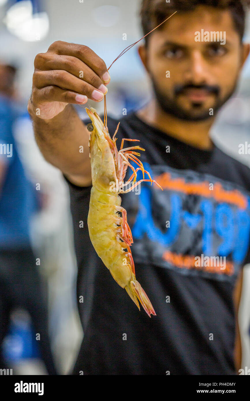 Man holding shrimp / prawn in fish market Stock Photo - Alamy