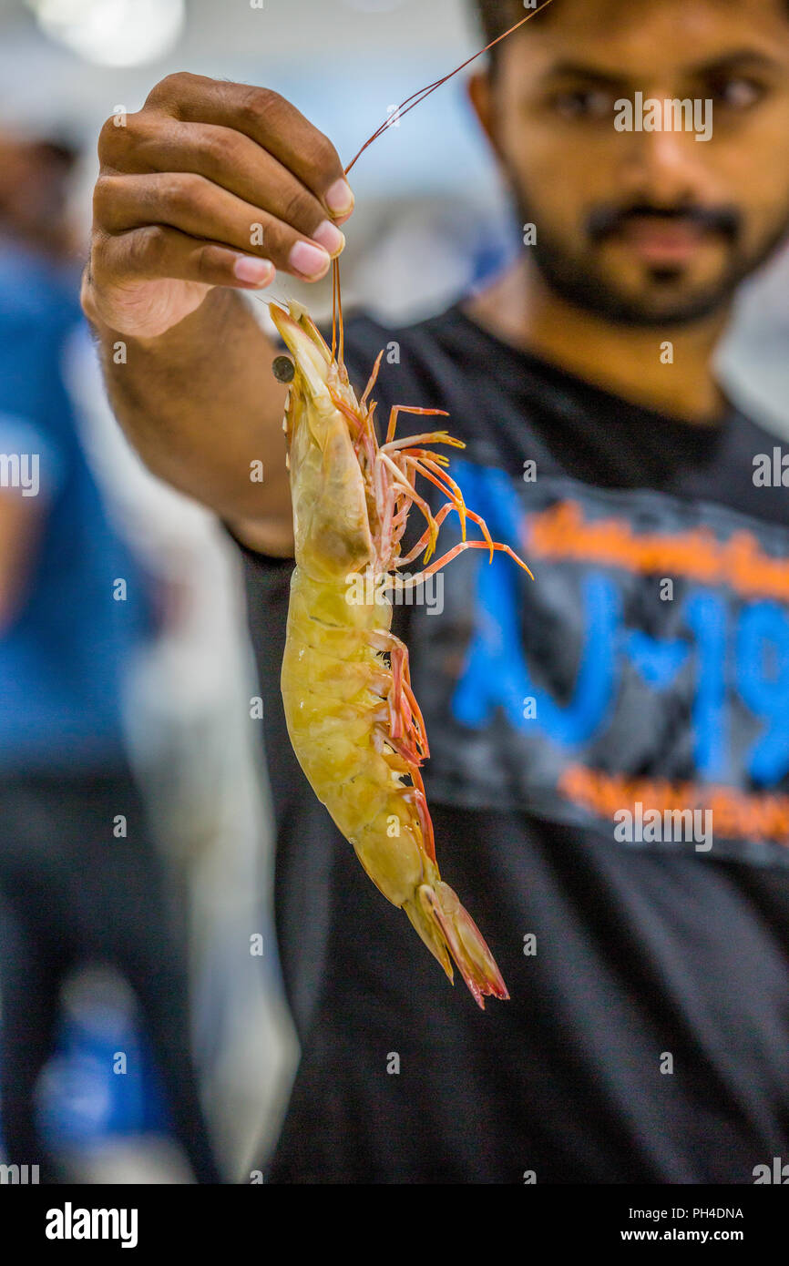 Man holding shrimp / prawn in fish market Stock Photo - Alamy