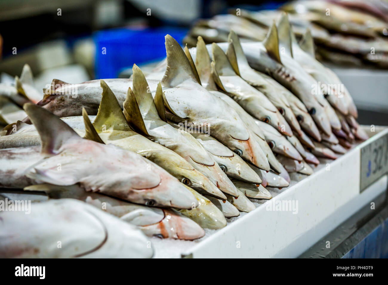 Dead dogfish hi-res stock photography and images - Alamy