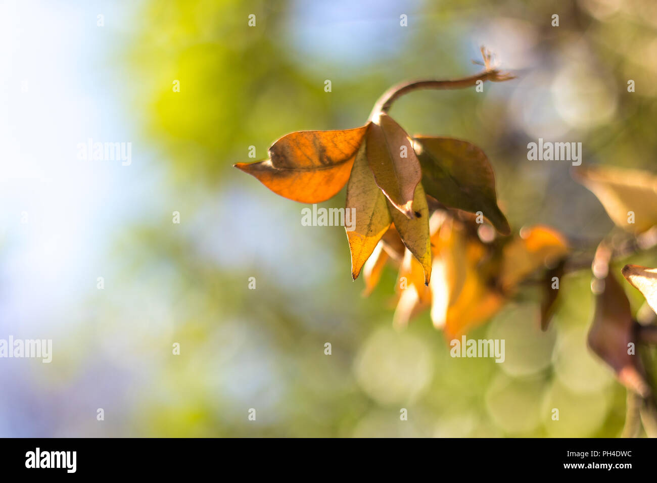 Tip of a tree bunch with brown leaves on it with a dreamy out of focus ...