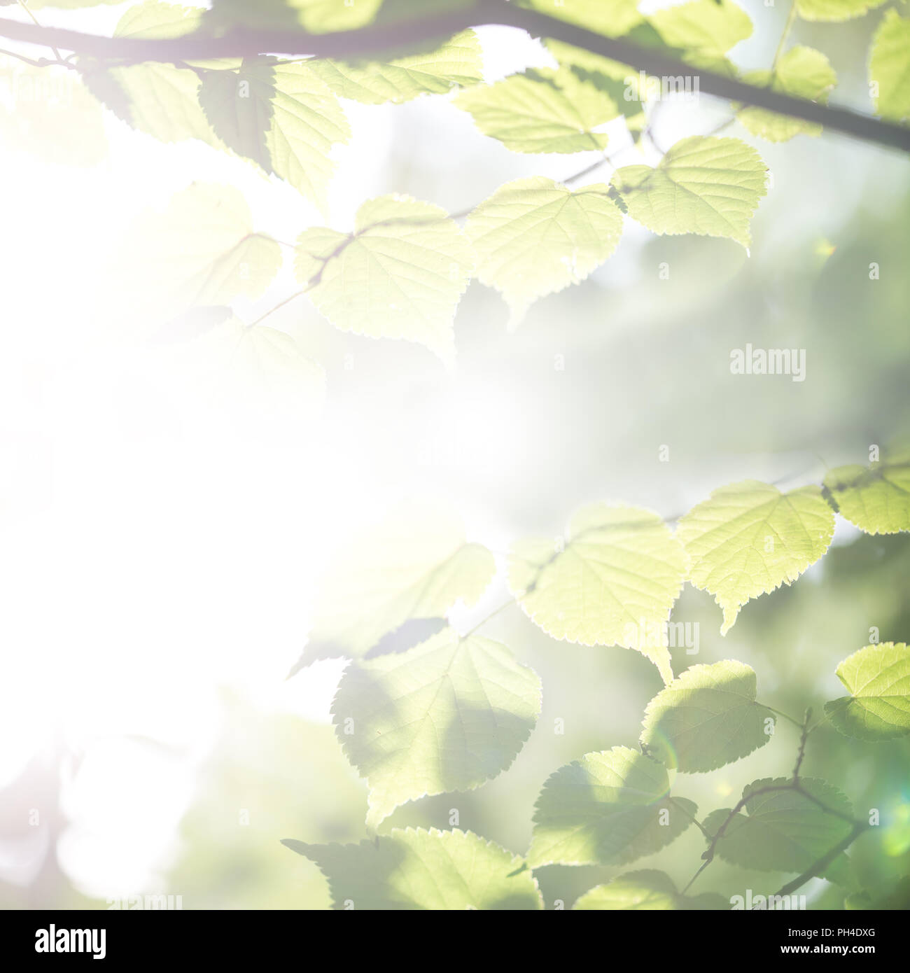 Bright ethereal spring leaves background with a misty sun flare giving ...