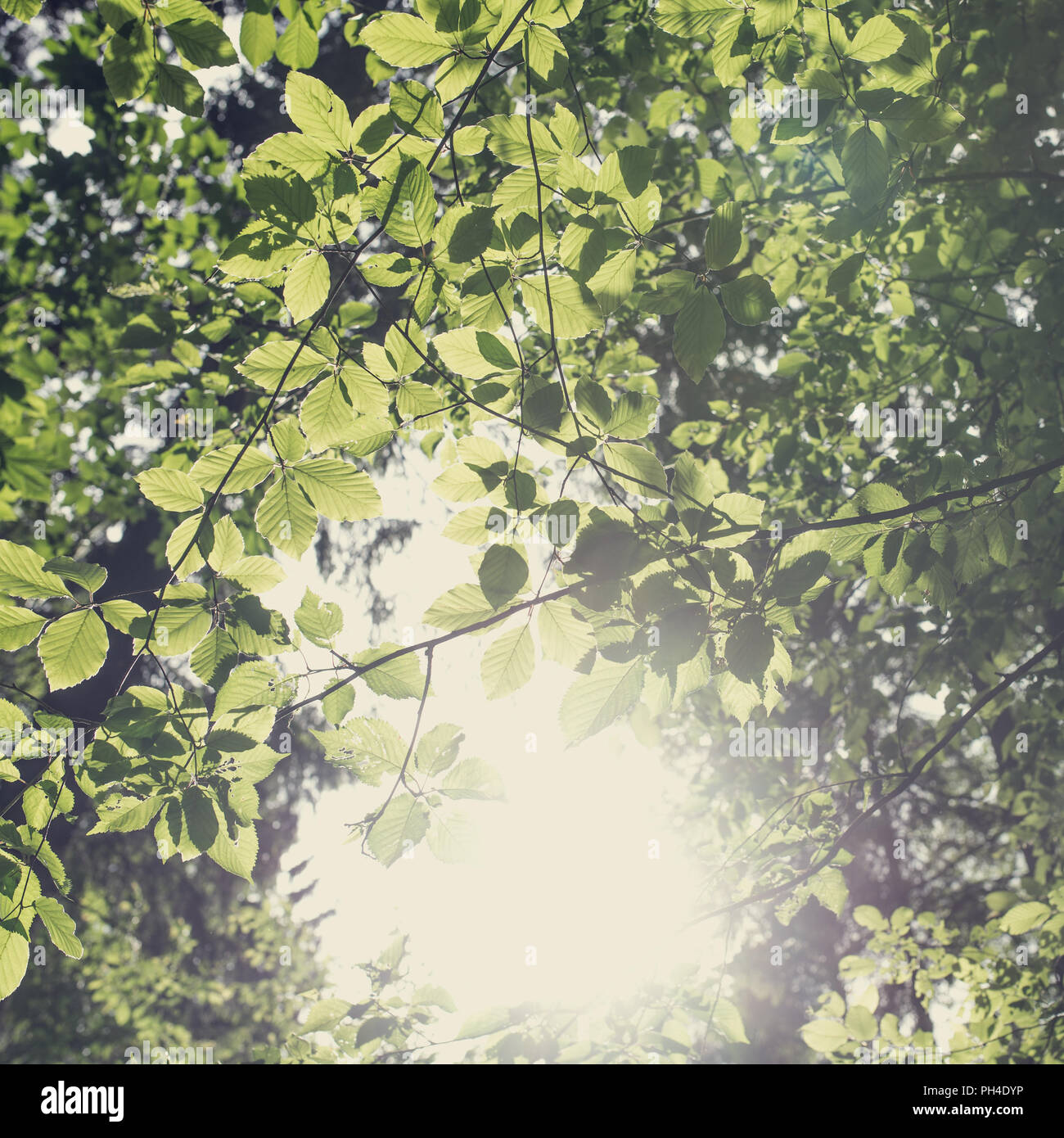 Bright ethereal spring leaves background with a misty sun flare giving ...