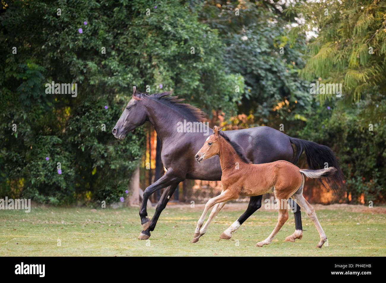 Marwari Horse. Bay mare with foal, galloping in a paddock. India Stock ...