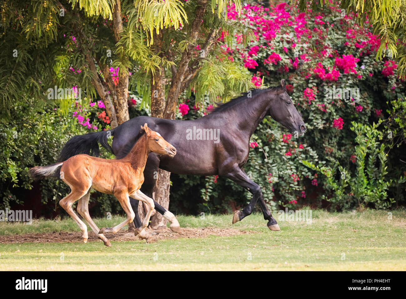 Marwari Horse. Bay mare with foal, galloping in a paddock. India Stock ...