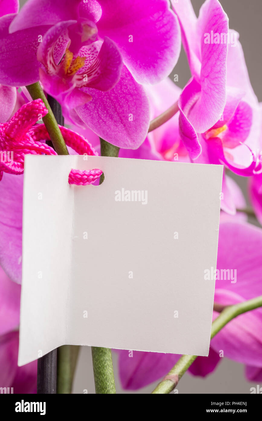 Close Up of Blank Card Tied to Blooming Pink Orchid Plant Stock Photo ...