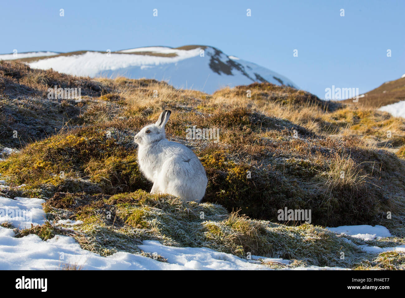 Arctic Hares Habitat