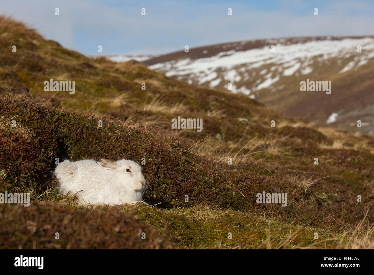 Mountain Hare (Lepus timidus). Adult in white winter coat (pelage ...