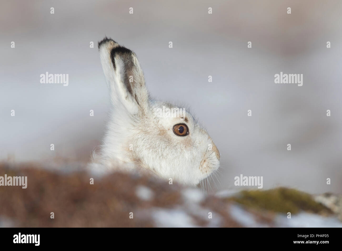 Mountain Hare (Lepus timidus). Portrait of adult in white winter coat ...