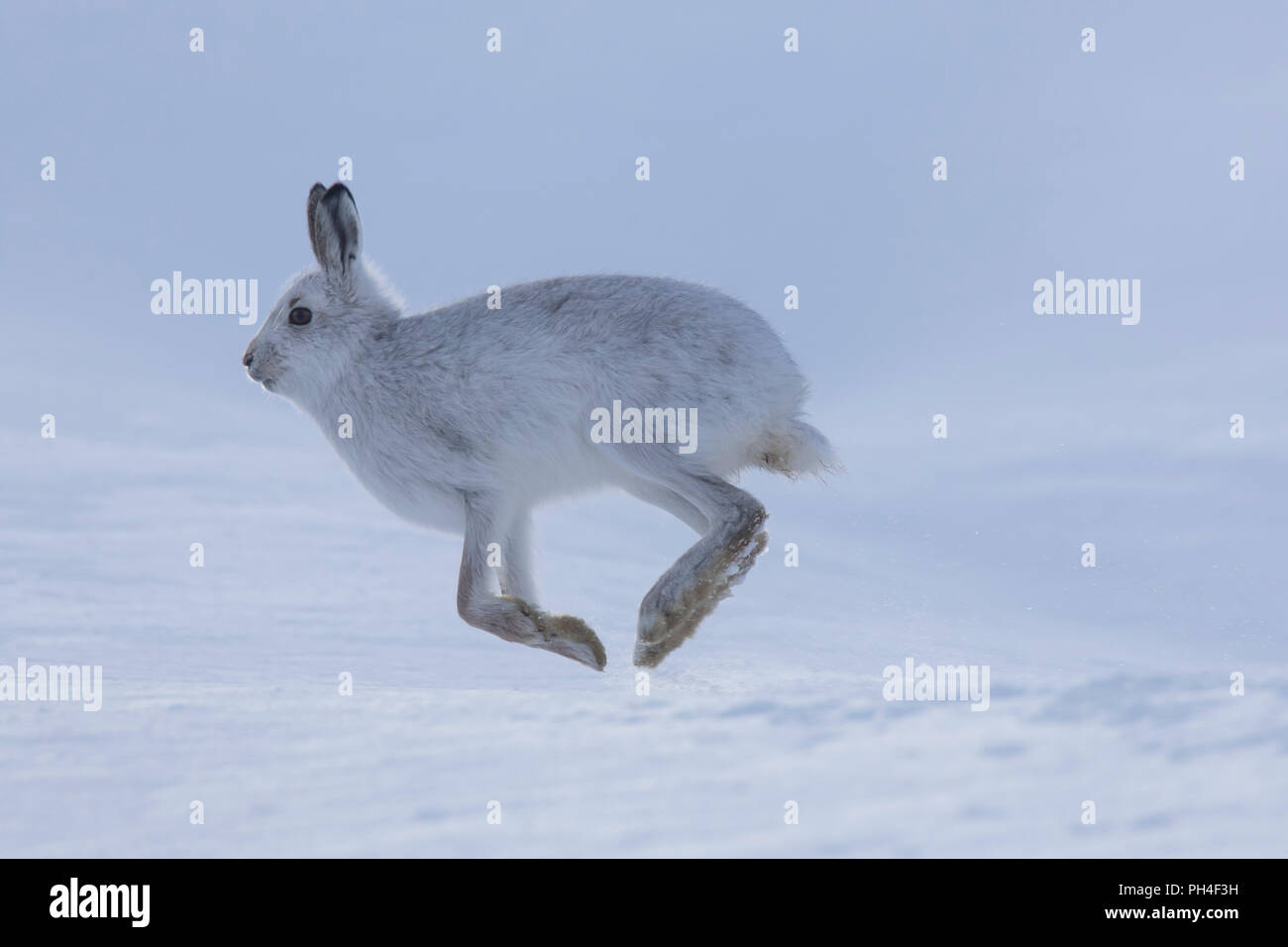 Hare running white hi-res stock photography and images - Alamy