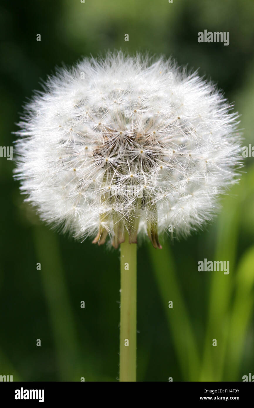 Beautiful white dandelion flowers close-up. Dandelion flower with fluff ...