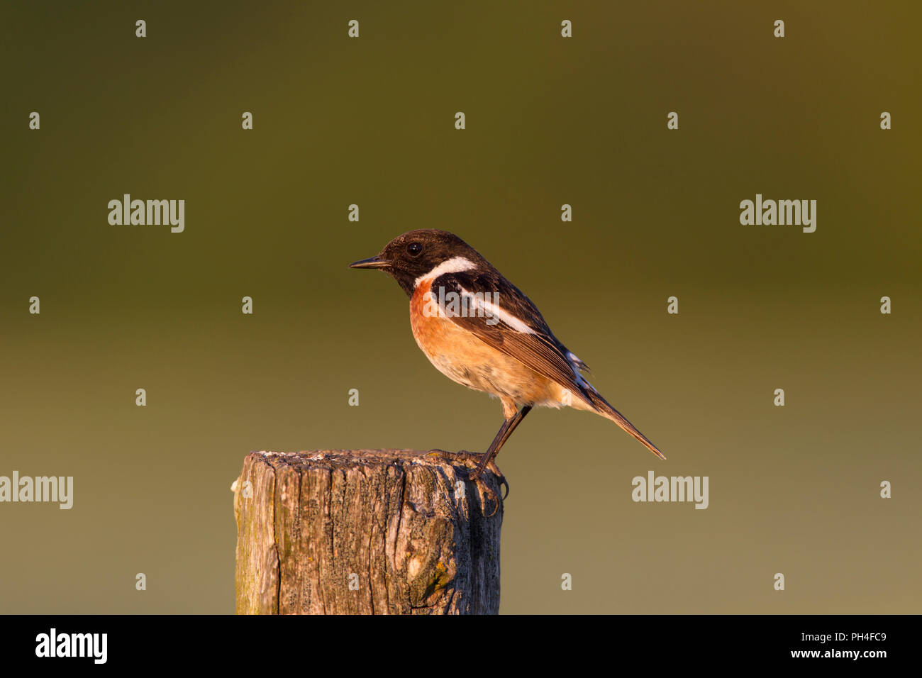 Adult stonechat hi-res stock photography and images - Alamy