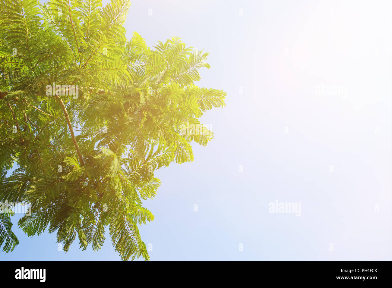 Acacia tree beautiful hi-res stock photography and images - Alamy