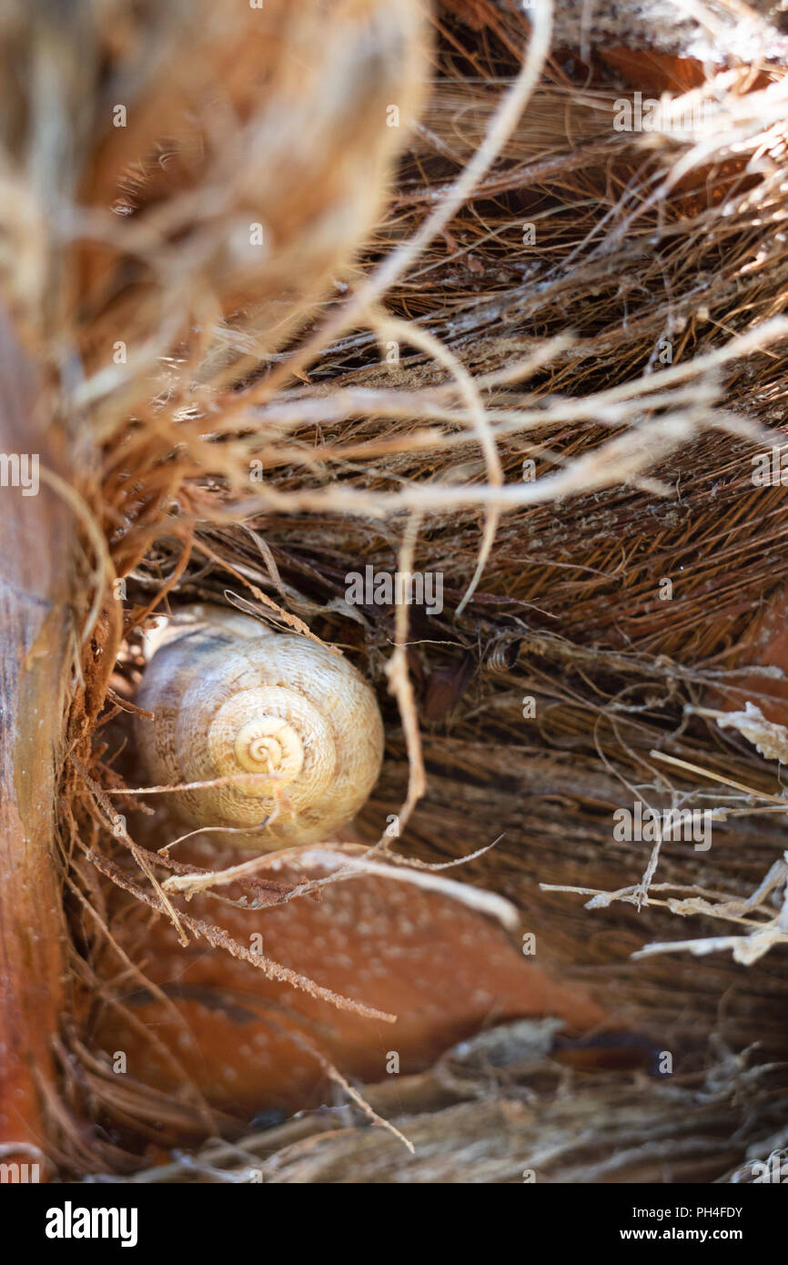 Brown snail on palm tree. Abstract background Stock Photo - Alamy