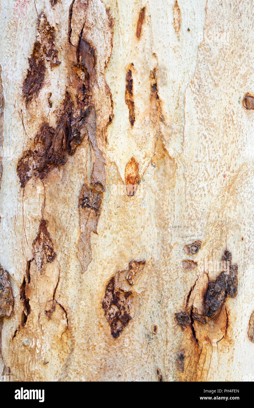 Texture of Eucalyptus bark tree. Abstract background Stock Photo - Alamy