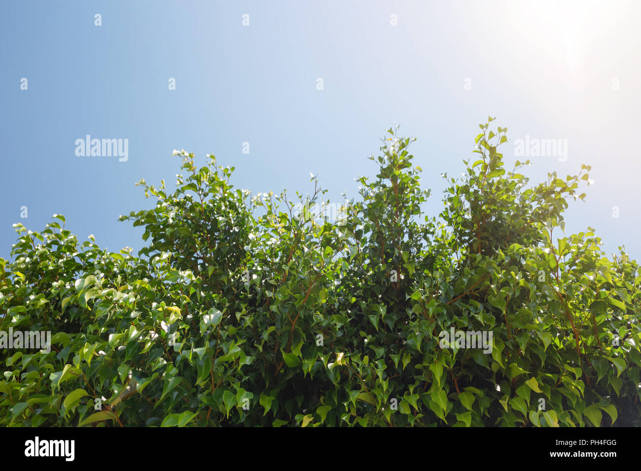 Crown plants hi-res stock photography and images - Alamy