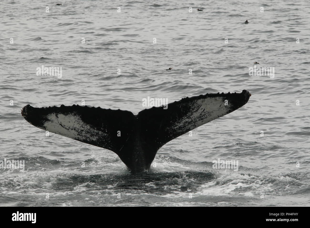 Whale tale hi-res stock photography and images - Alamy