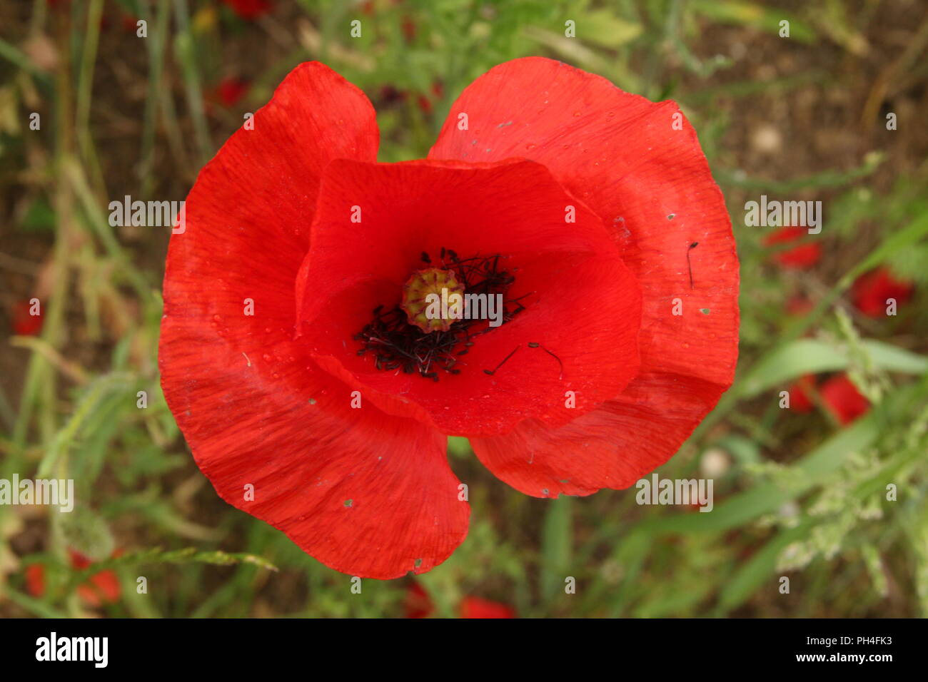 Ww2 poppy fields hi-res stock photography and images - Alamy