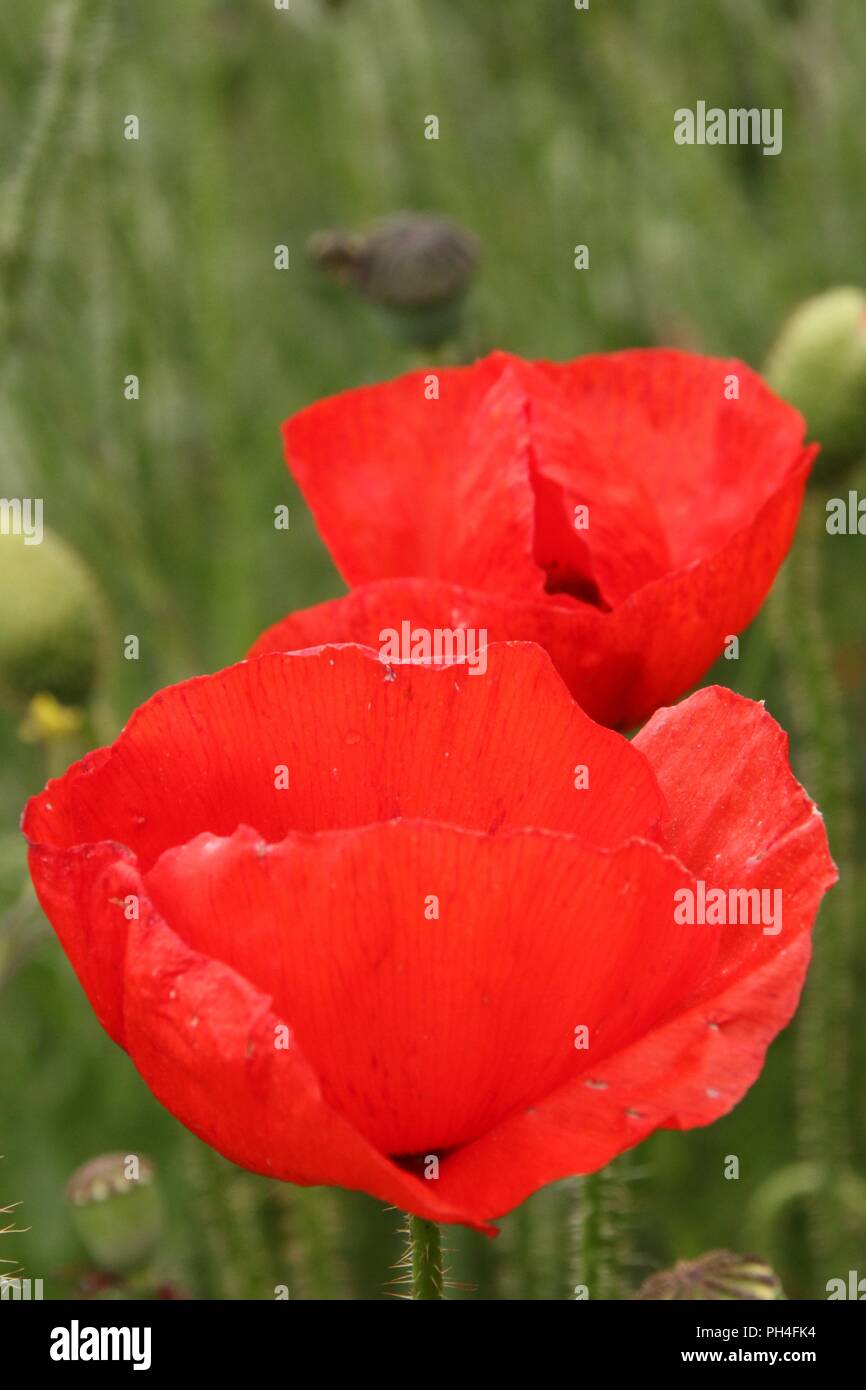 Beauty world war two hi-res stock photography and images - Alamy