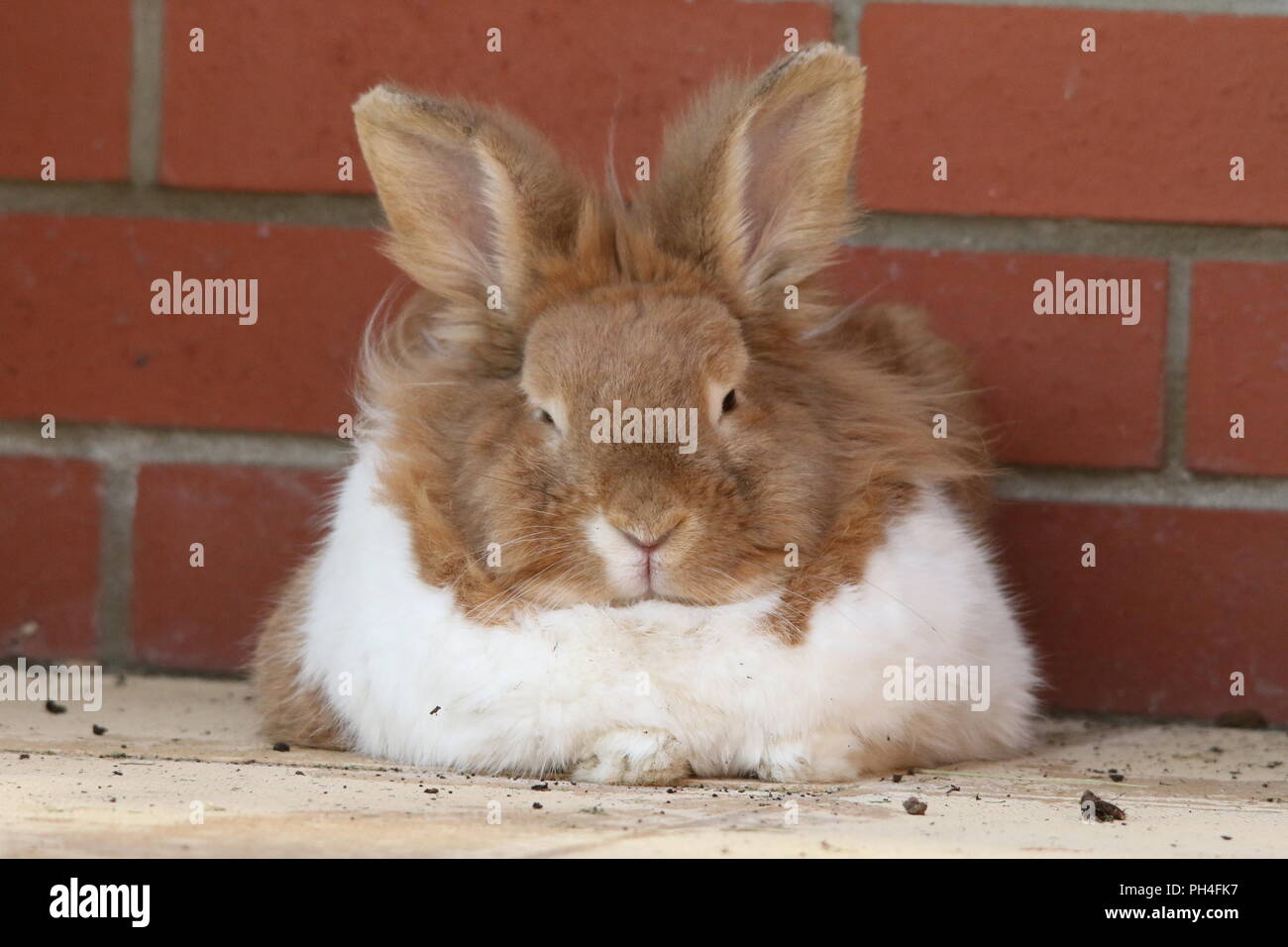 Big white rabbit hi-res stock photography and images - Alamy