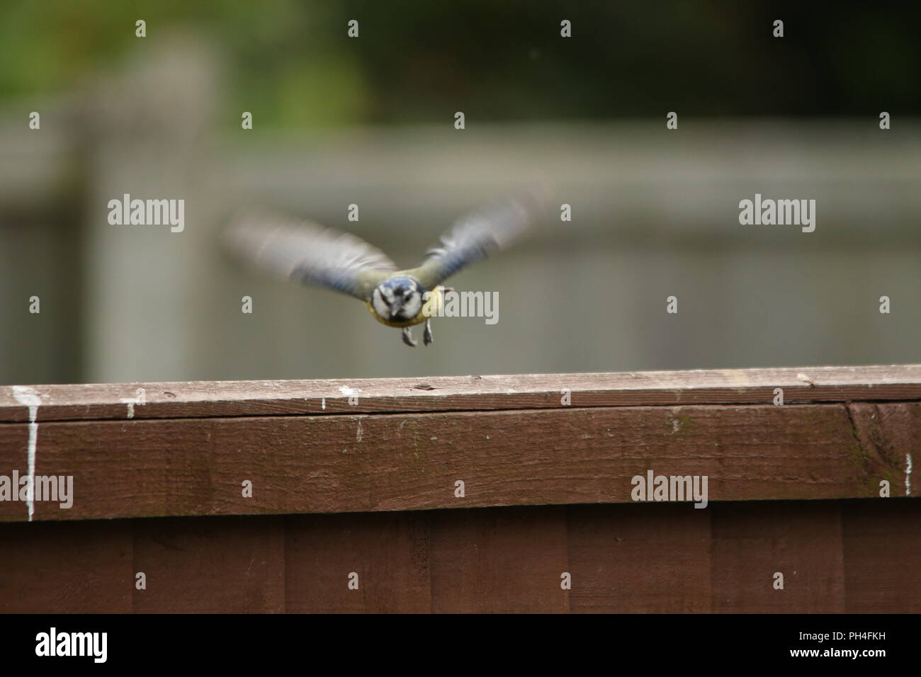 blue tit mid flight Stock Photo - Alamy