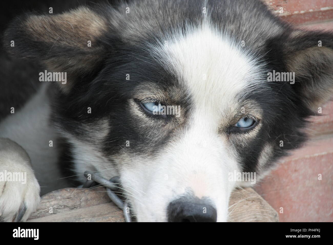 day dreaming husky Stock Photo - Alamy