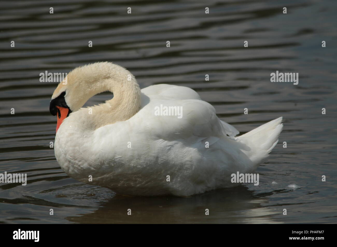 Swan paddling hi-res stock photography and images - Alamy
