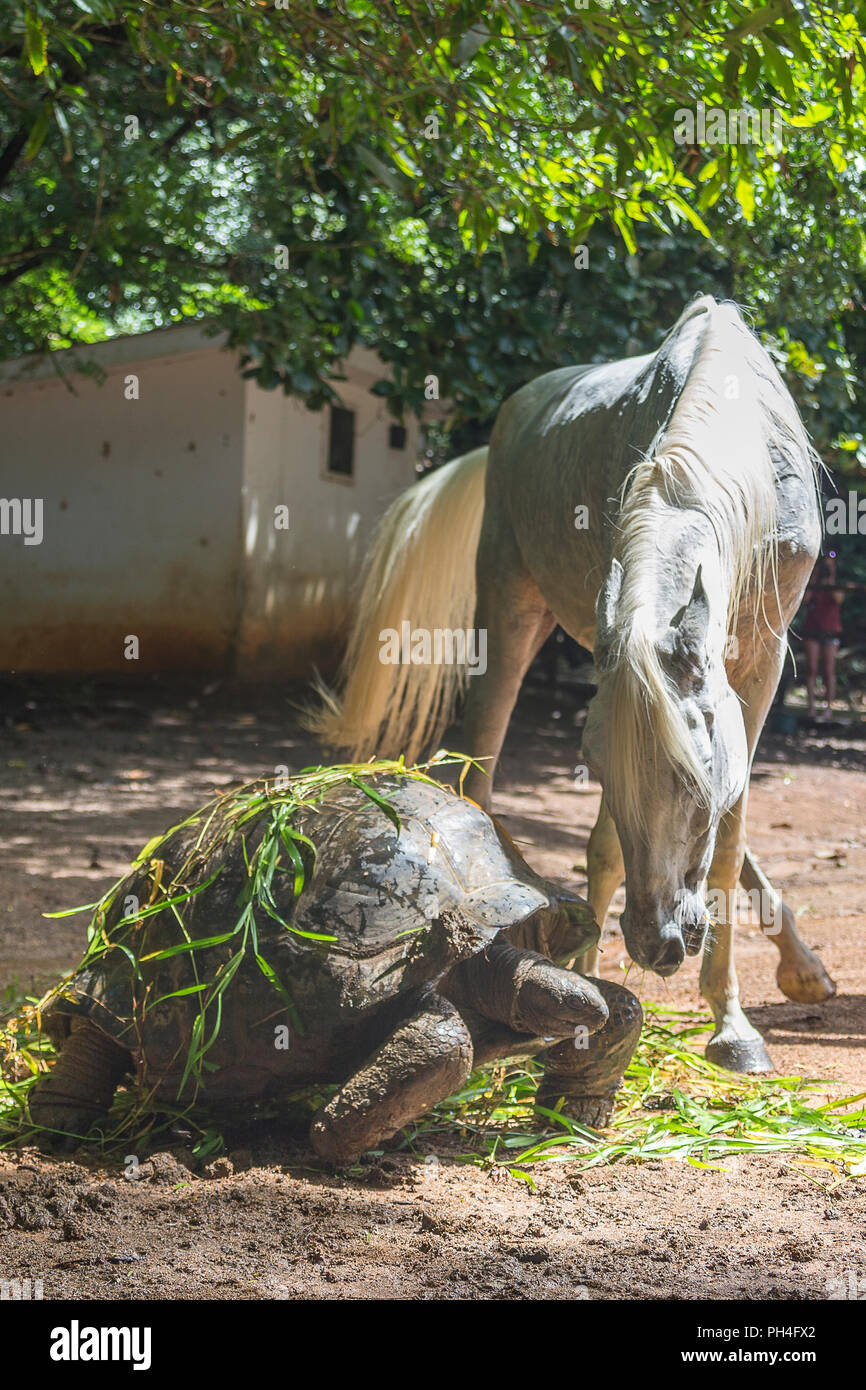 Arabian horse. Gray mare interacting with Seychelles Giant Tortoise in ...