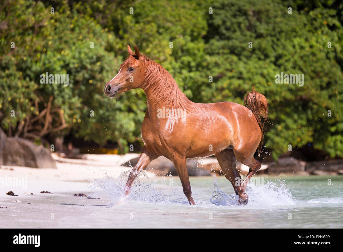 Arabian horse. Chestnut mare trotting on a tropical beach. Seychelles ...