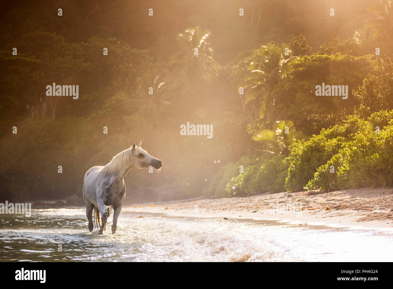 Arabian horse. Gray mare standing in the sea, next to a tropical beach ...