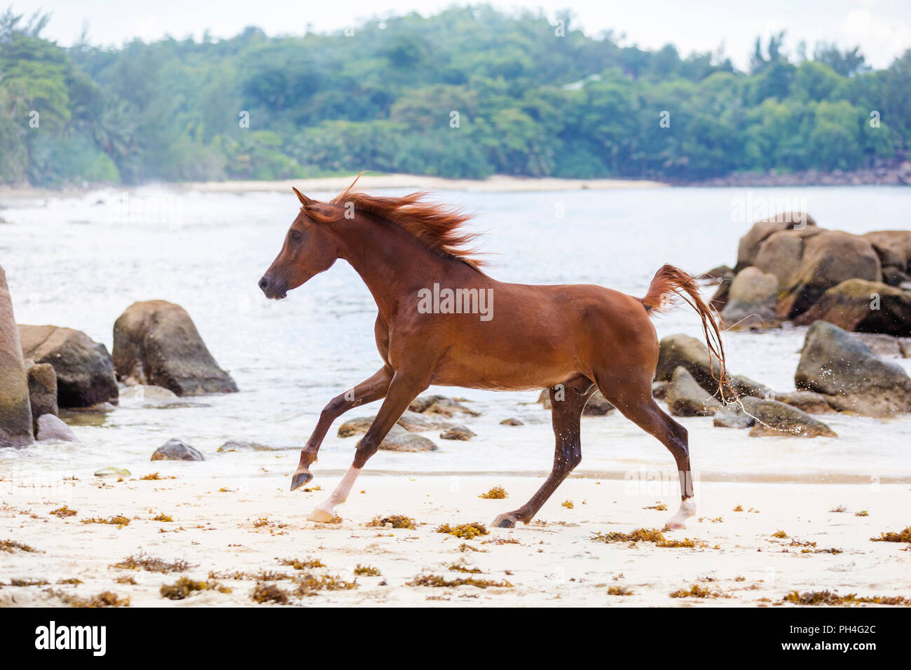 Arabian horse galloping beach hi-res stock photography and images - Alamy