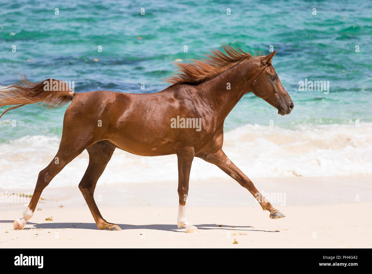 Arabian horse. Chestnut gelding galloping on a tropical beach ...