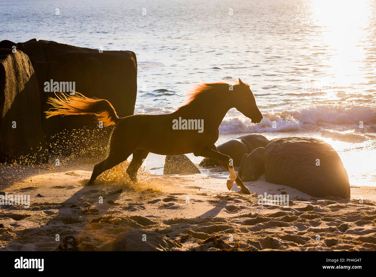 Arabian horse. Chestnut gelding galloping on a beach at sunset ...