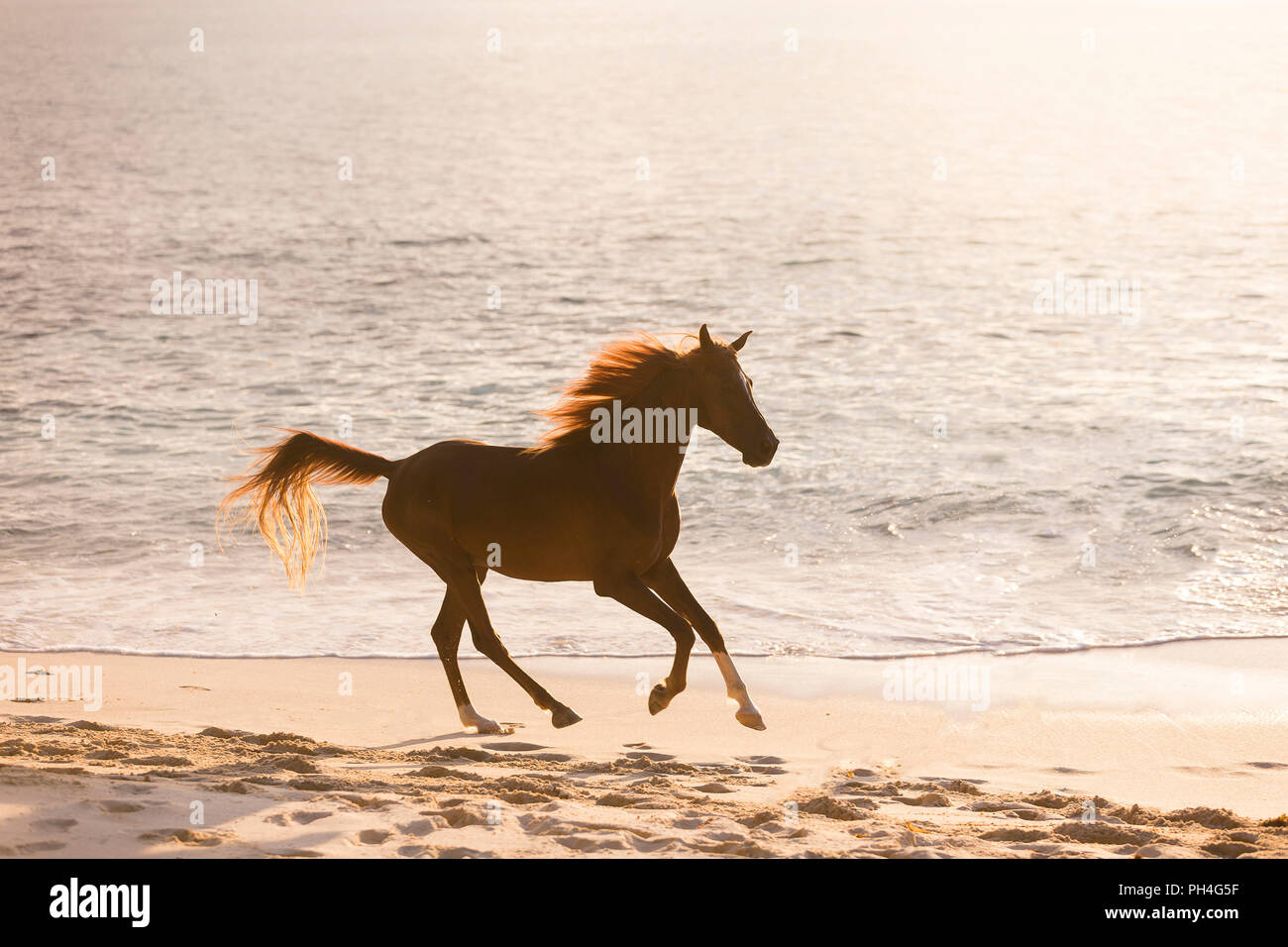 Arabian horse galloping beach hi-res stock photography and images - Alamy