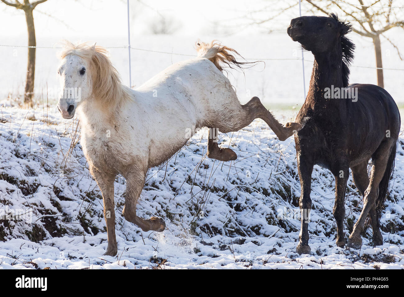 Dirty horse hi-res stock photography and images - Alamy