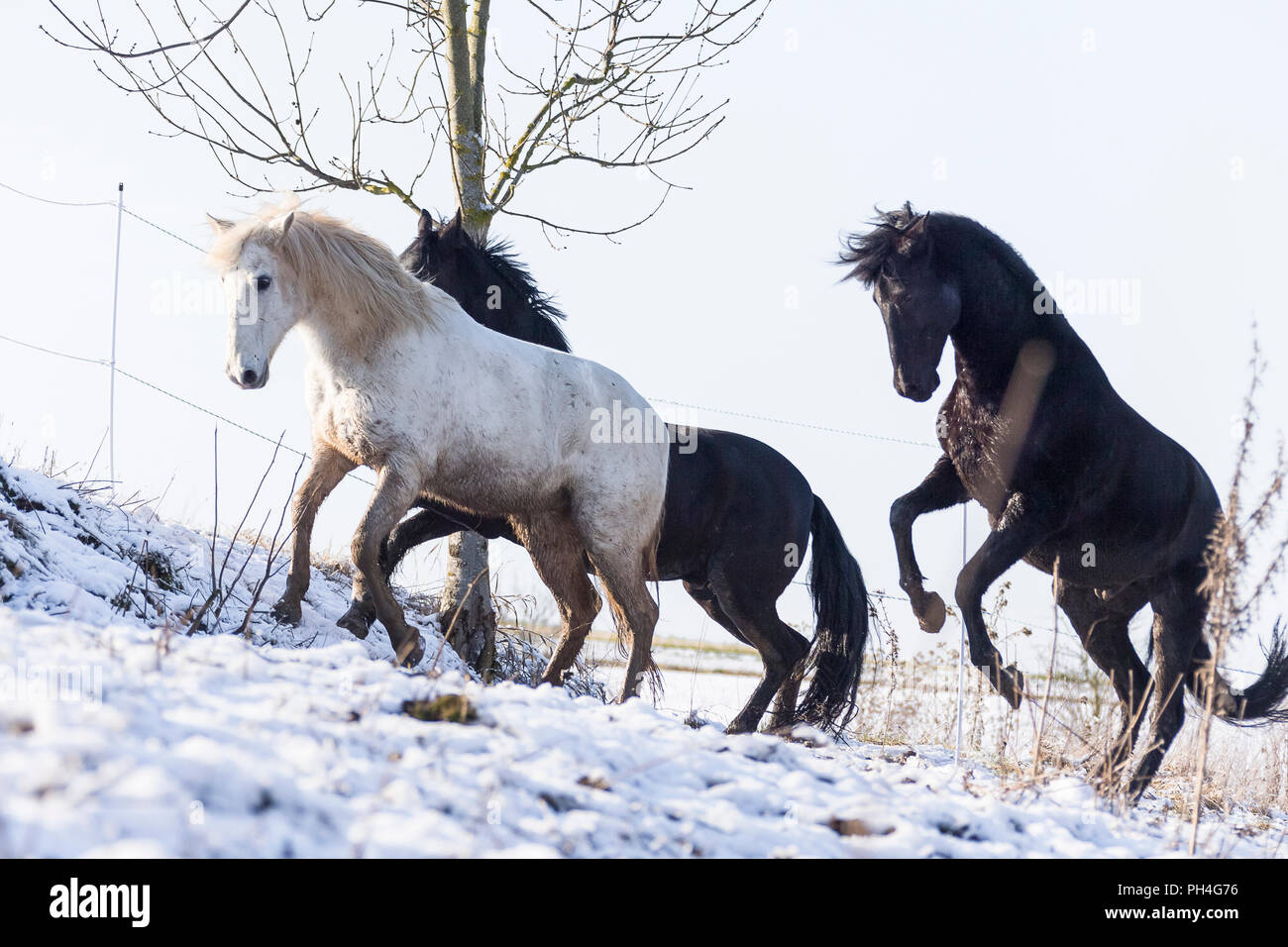 Rearing Andalusian Horse High Resolution Stock Photography and Images ...