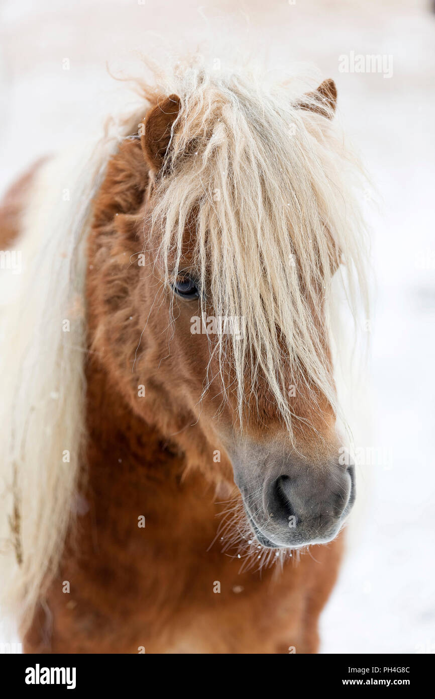 Chestnut pony hi-res stock photography and images - Alamy
