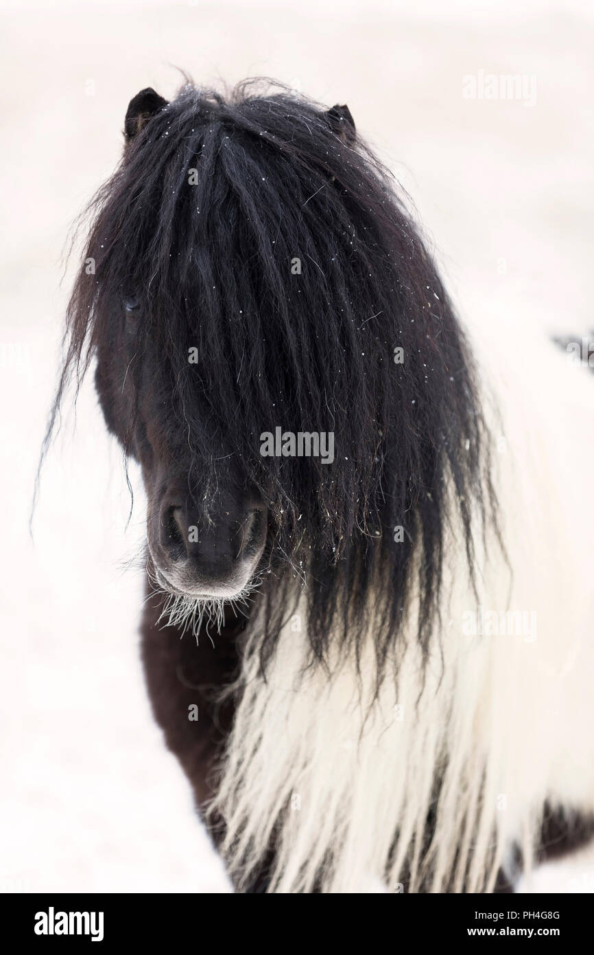 Piebald horse black hi-res stock photography and images - Alamy