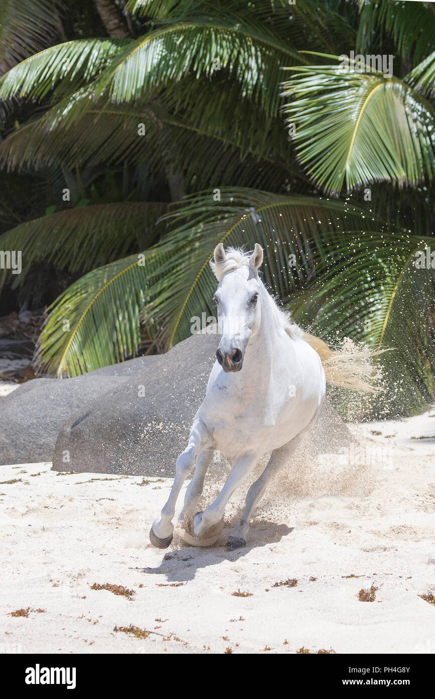 Adult galloping on the beach hi-res stock photography and images - Alamy