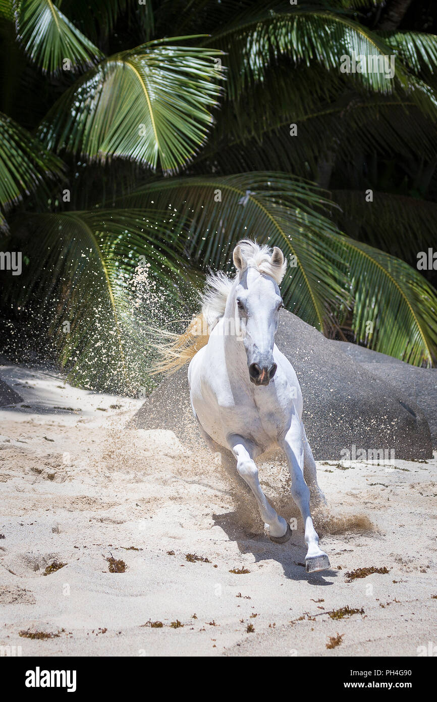 Seychelles Pony. Gray adult mare galloping on a tropical beach ...