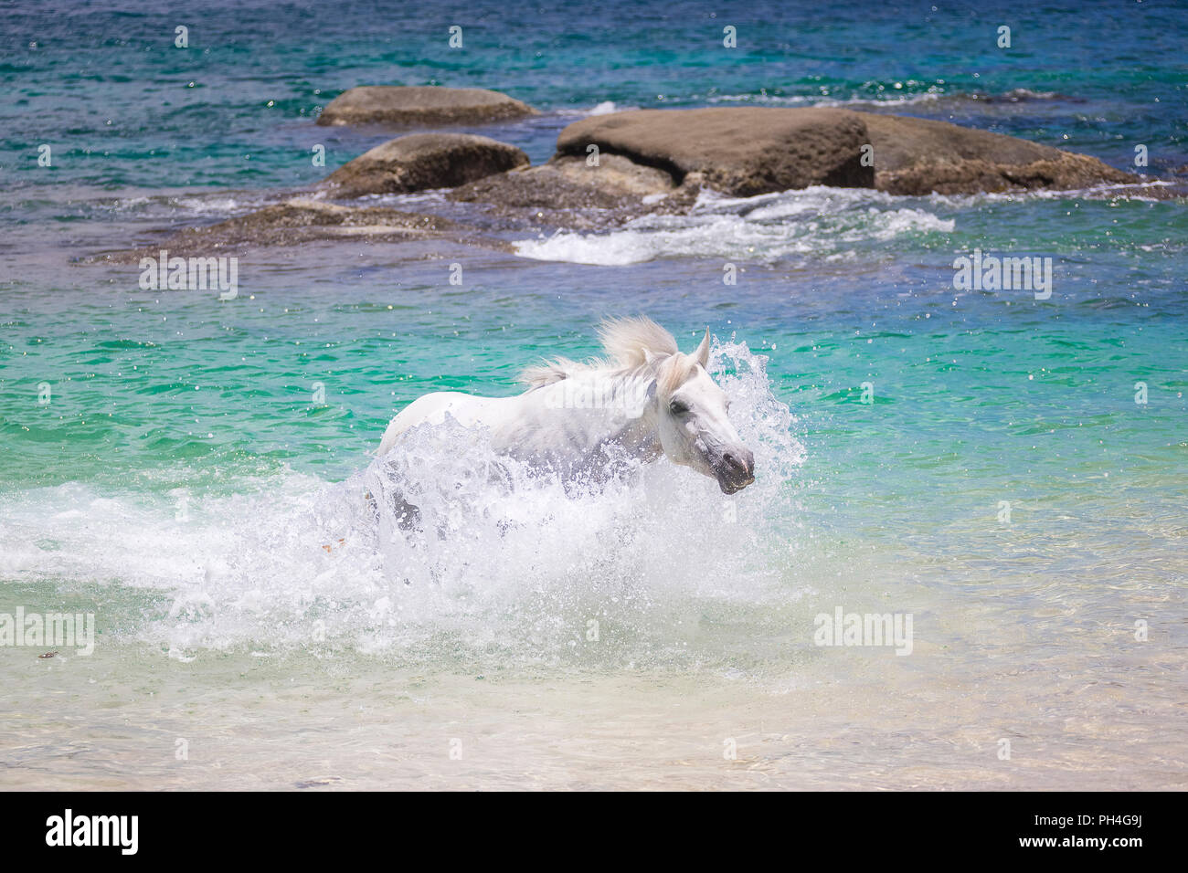 The rock pony hi-res stock photography and images - Alamy