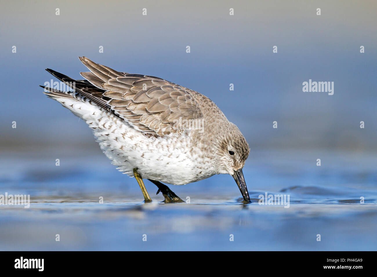 Inter tidal wader hi-res stock photography and images - Alamy