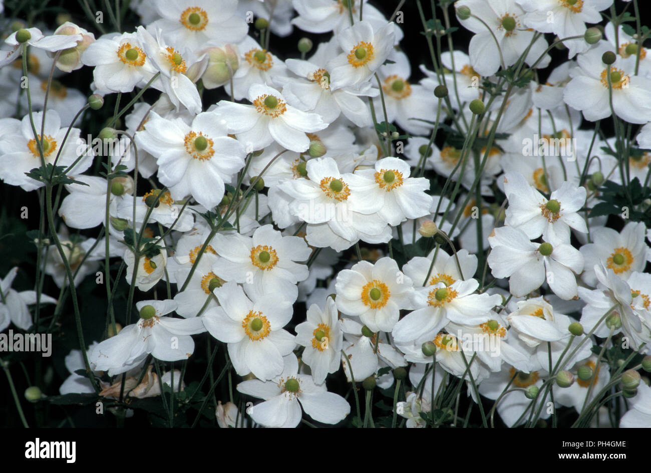 Japanese Windflowers High Resolution Stock Photography and Images - Alamy