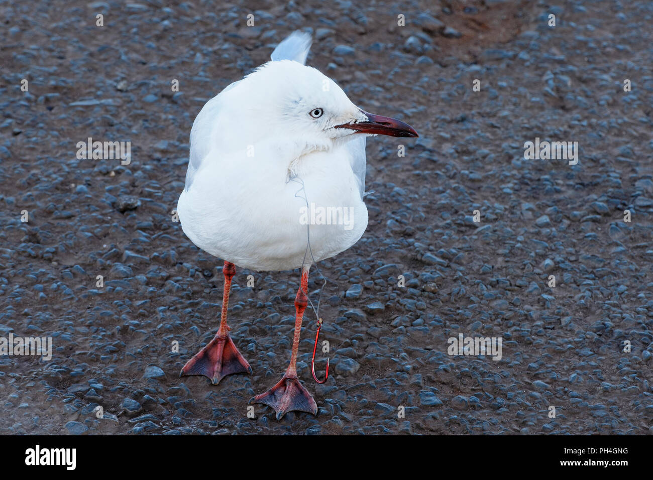 Seagull (Croicocephalus novaehollandiae) wearing a fish hook attached ...
