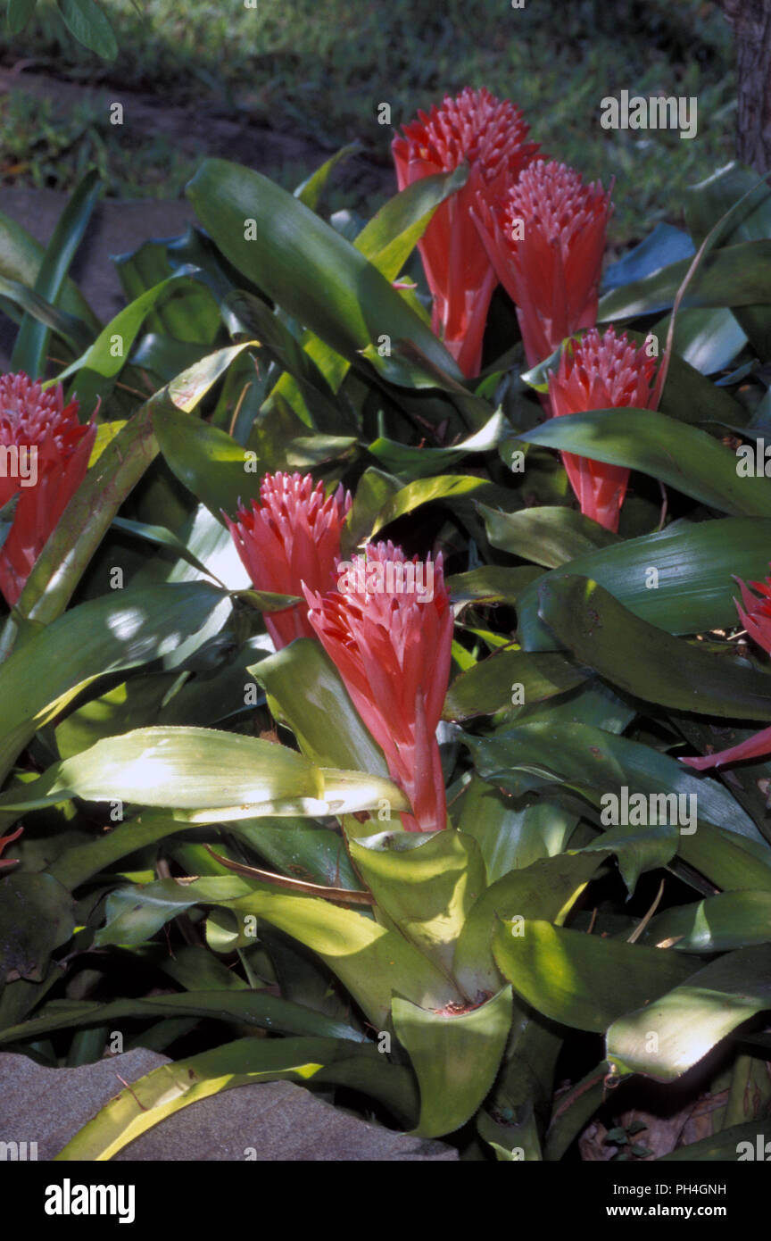 BILLBERGIA PYRAMIDALIS (FLAMING TORCH) BROMELIACEAE Stock Photo - Alamy
