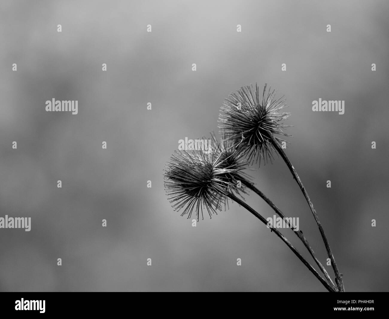 Artistic spider flower hi-res stock photography and images - Alamy