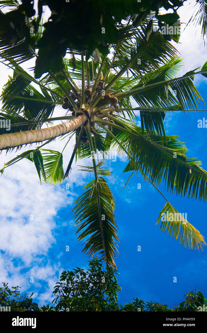 Palm tree in Bali, Indonesia. Bali is an Indonesian island and known as ...