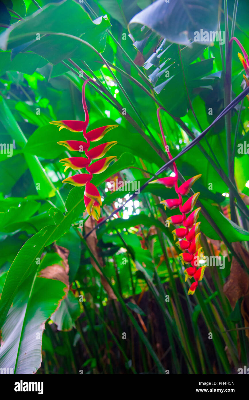 Bali Flower on the nature in Bali, Indonesia. Bali is an Indonesian ...