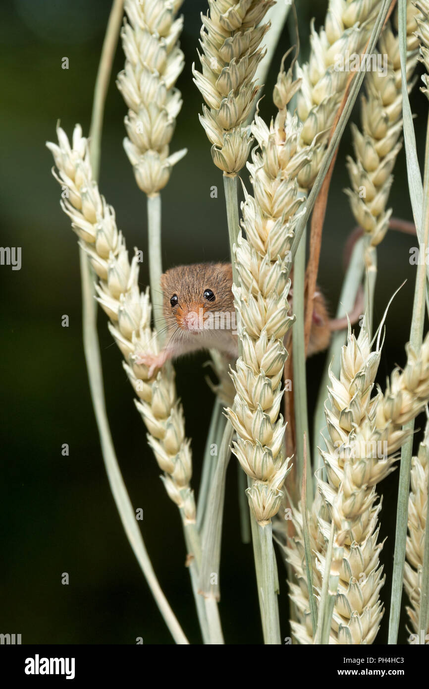 An upright photograph of a small harvest mouse. The rodent is balanced ...