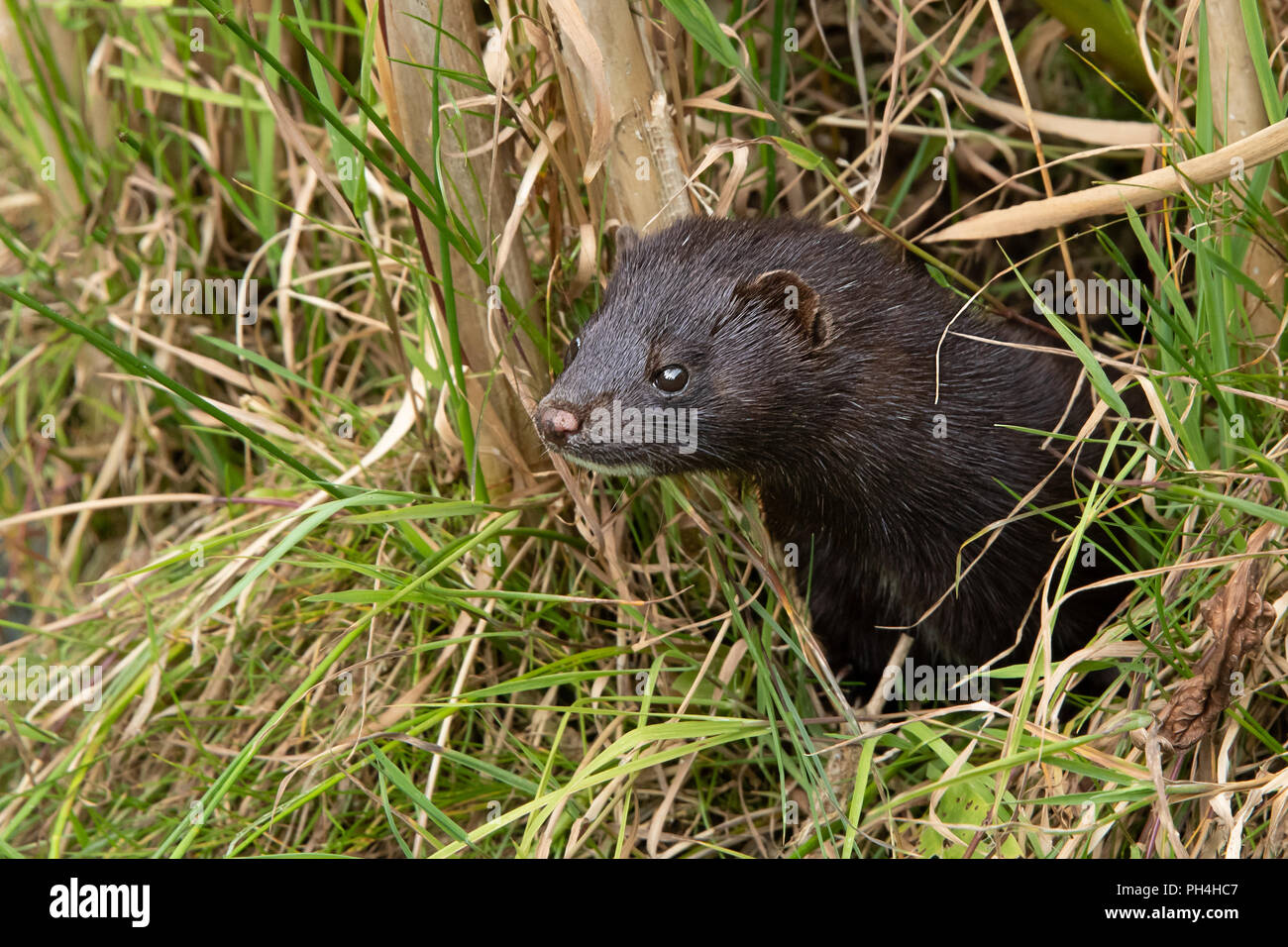 Black mink hi-res stock photography and images - Alamy
